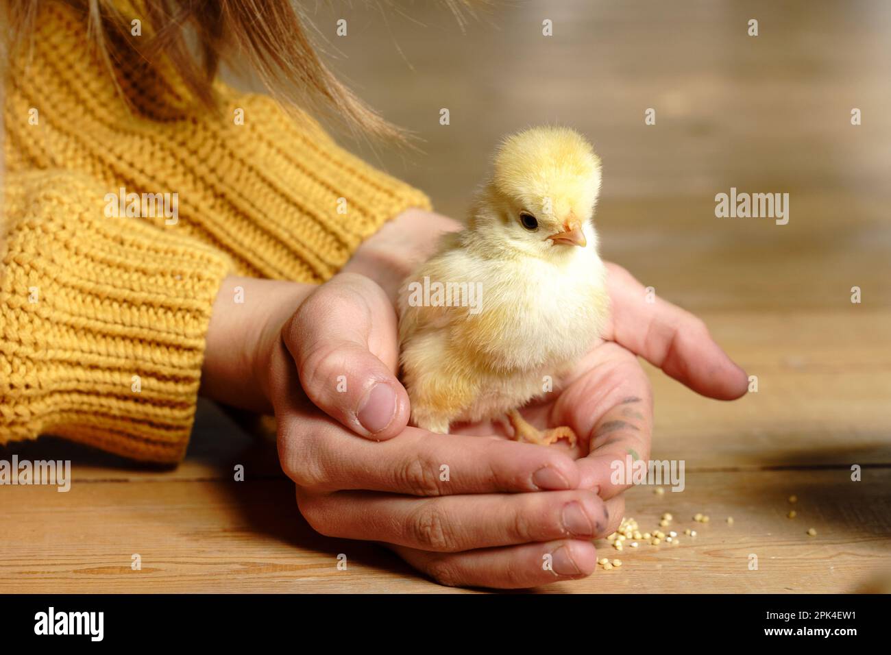 Pedigree chickens. Happy child girl holding chicken in her hands ...