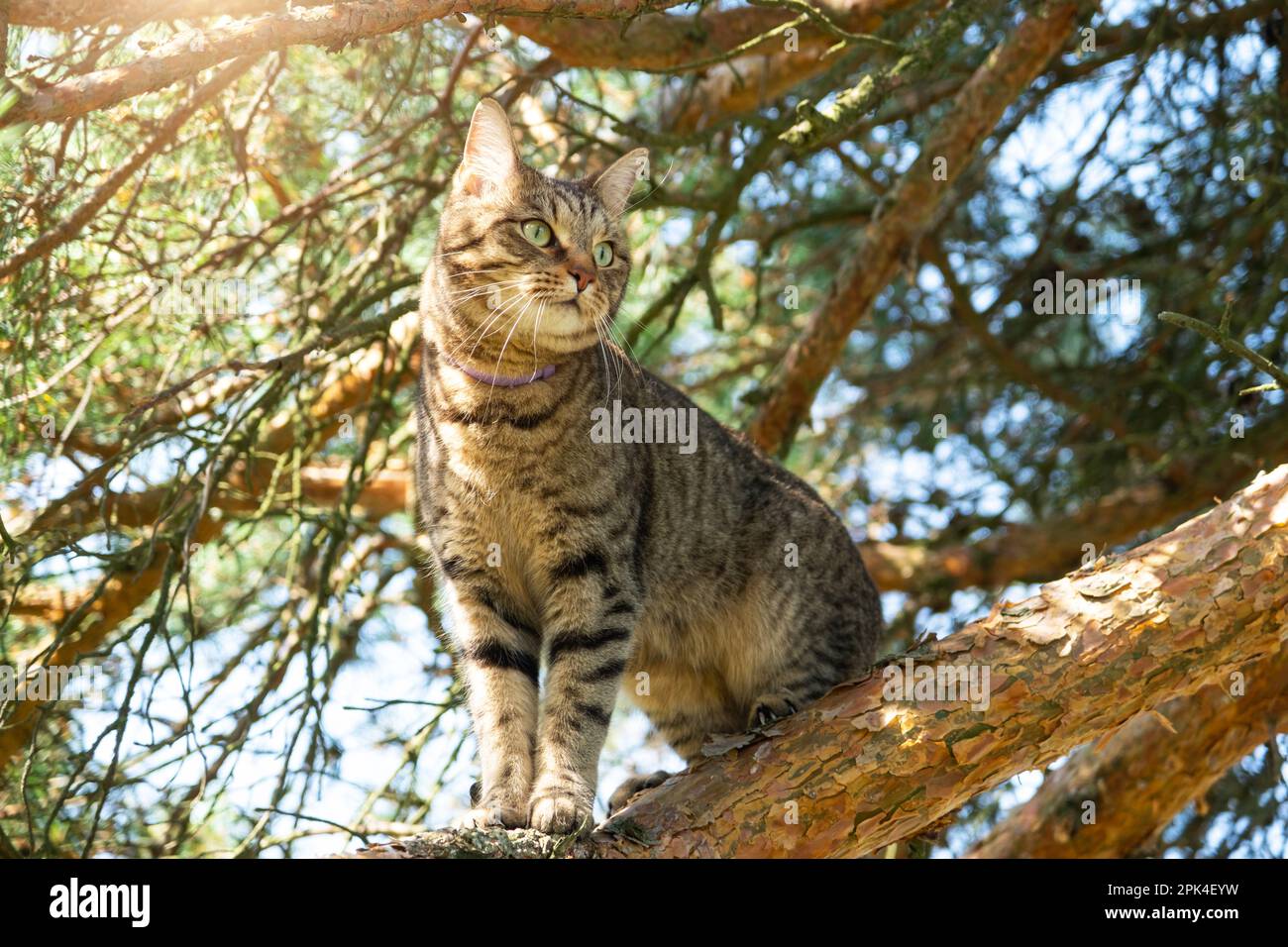 A cat climbs the branches of a tree. A pet on an outdoor walk ...