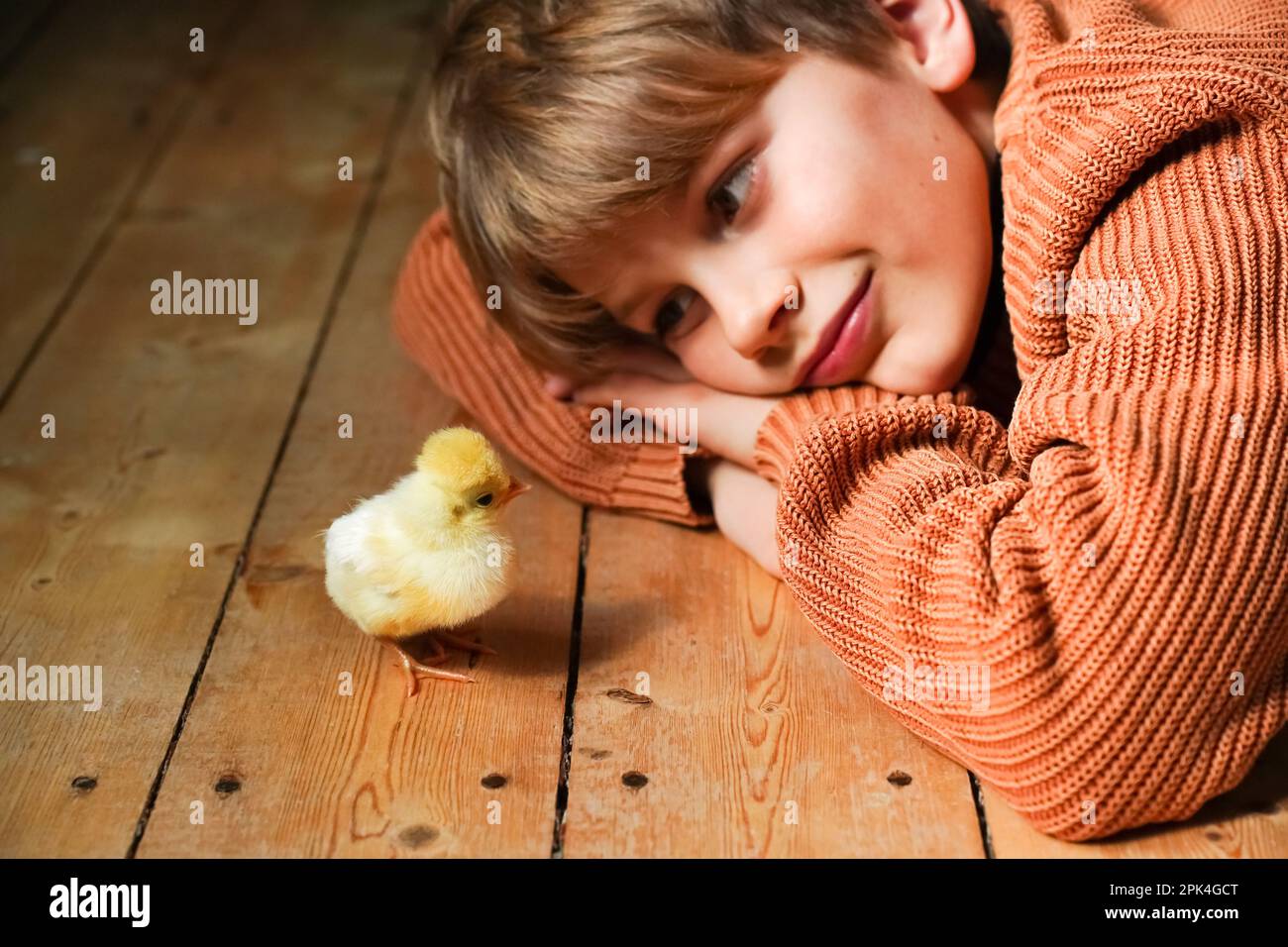 Pedigree chickens. Happy child girl holding chicken in her hands ...