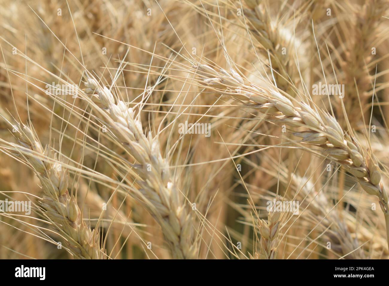 Golden Wheet Farm in Summer Fields of golden Wheet Stock Photo - Alamy