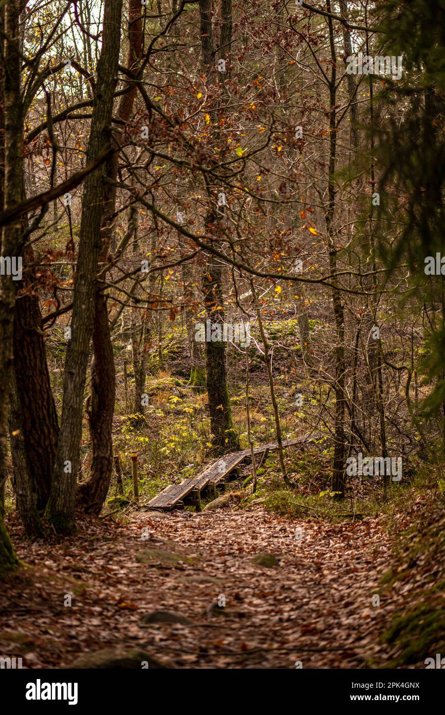 Soggy leaf hi-res stock photography and images - Alamy