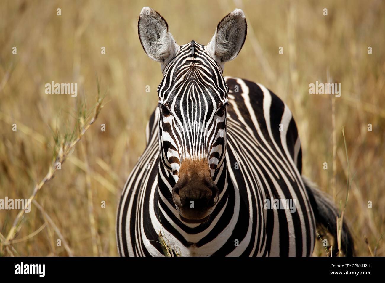 Zebra head facing hi-res stock photography and images - Alamy