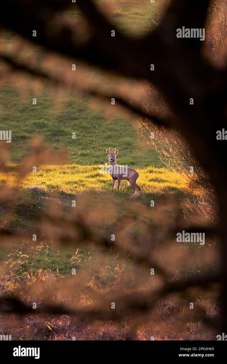 Roe buck, deer on a green field with a forest in the background in the ...