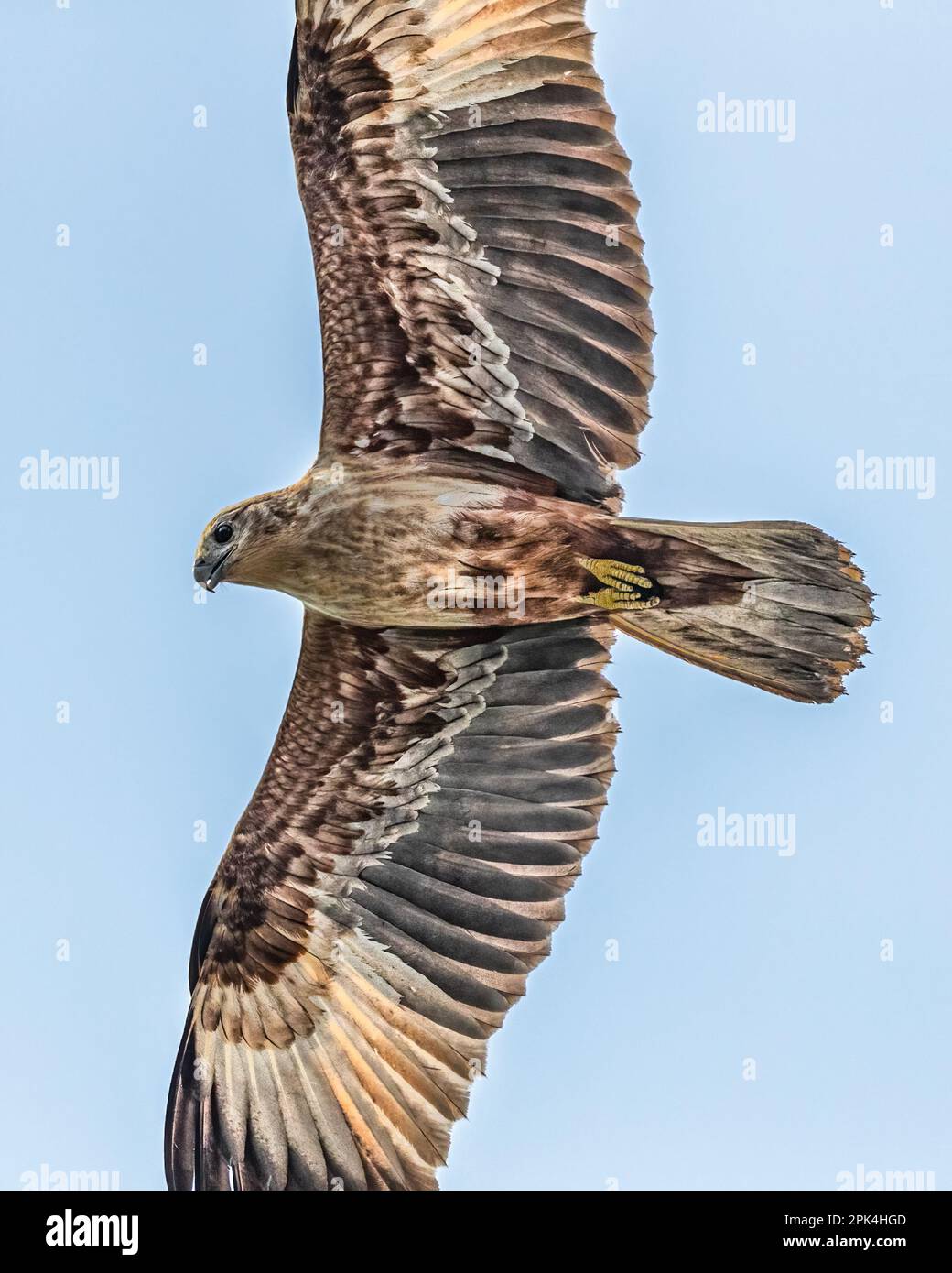 A Fish eagle targeting its prey Stock Photo - Alamy