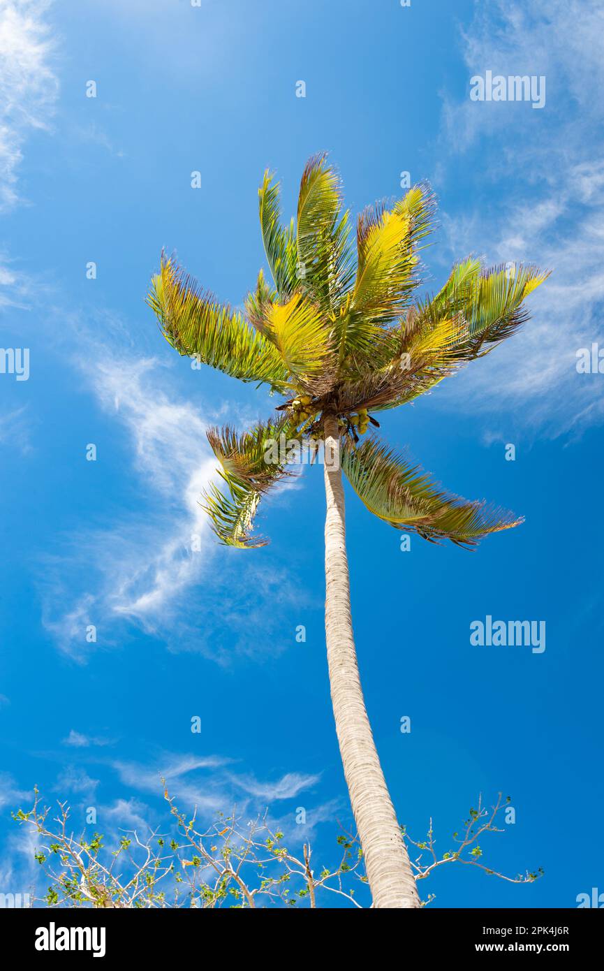 vertical photo of summer palm tree. summer palm tree. green summer palm ...