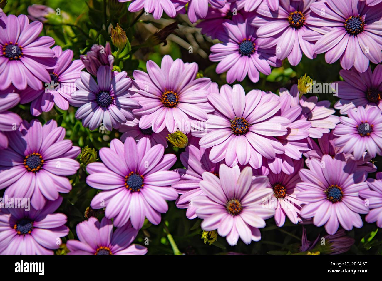 daisy flower background lilac color. daisy flower background bright color Stock Photo - Alamy