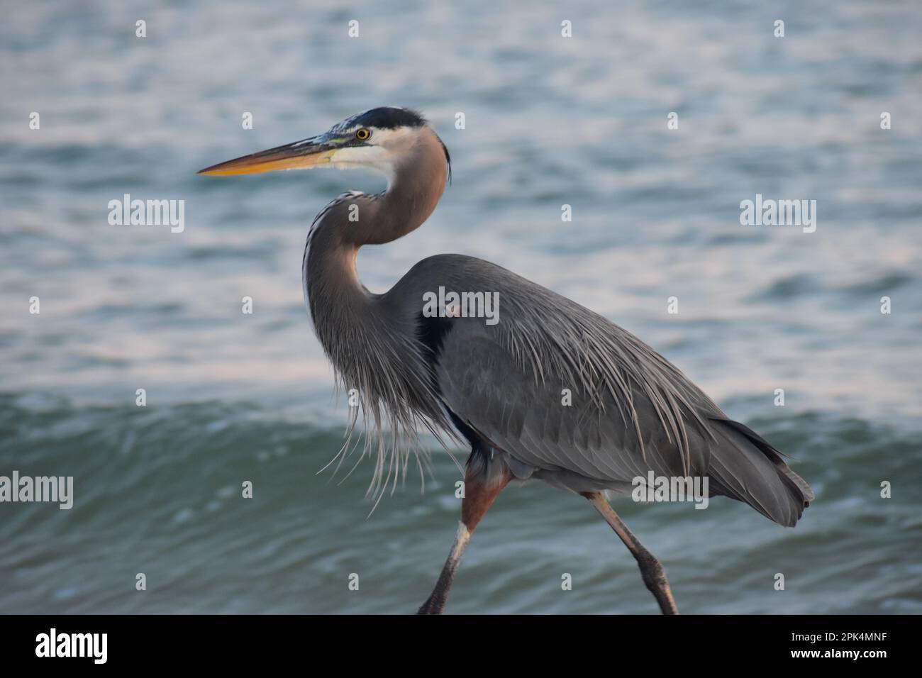 Great blue heron walking along the sand on a beach Stock Photo - Alamy