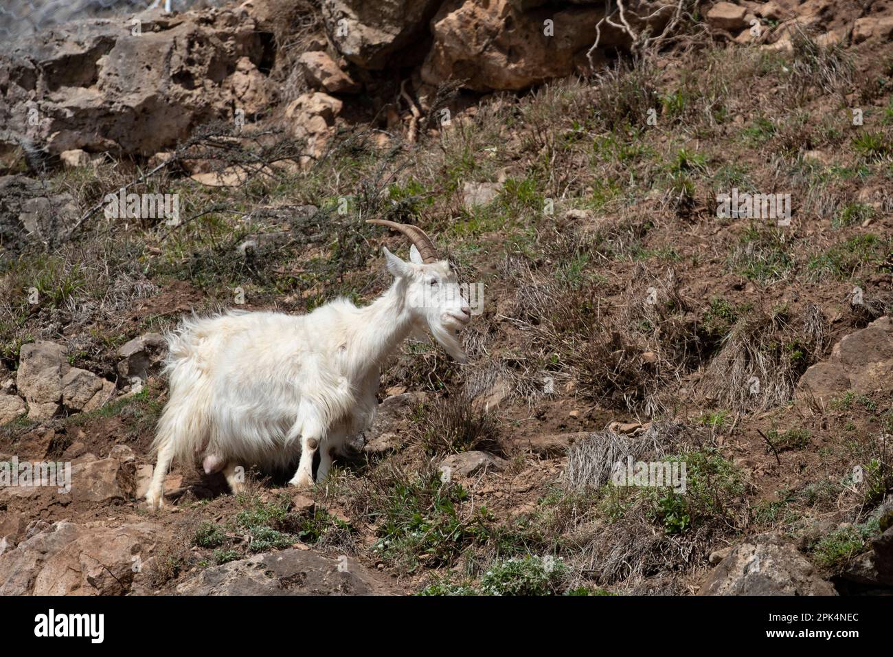 Wild goat capra cliff hi-res stock photography and images - Alamy