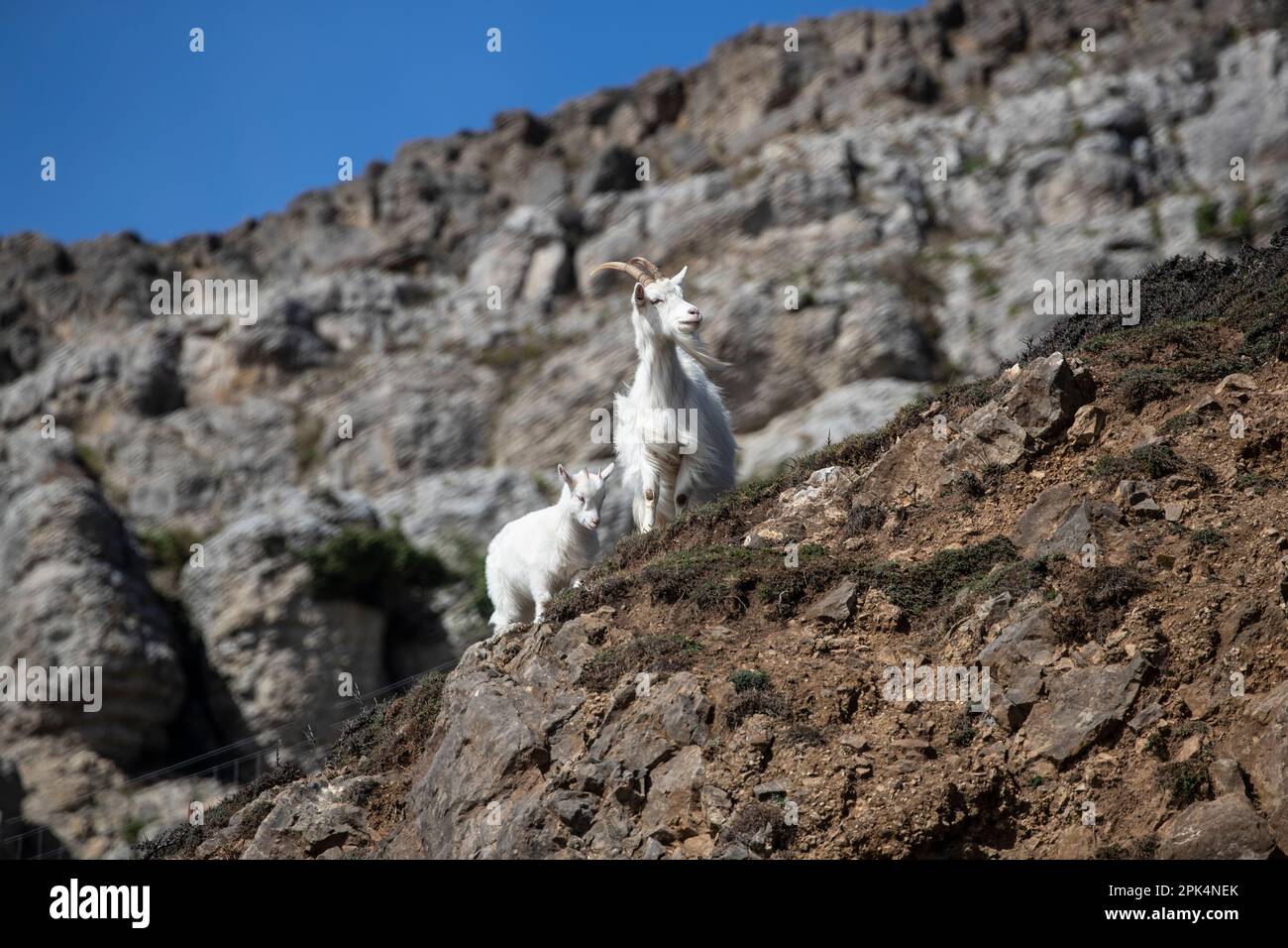 Wild Kashmiri Nanny goat and young kid Capra markhor on the rugged west ...