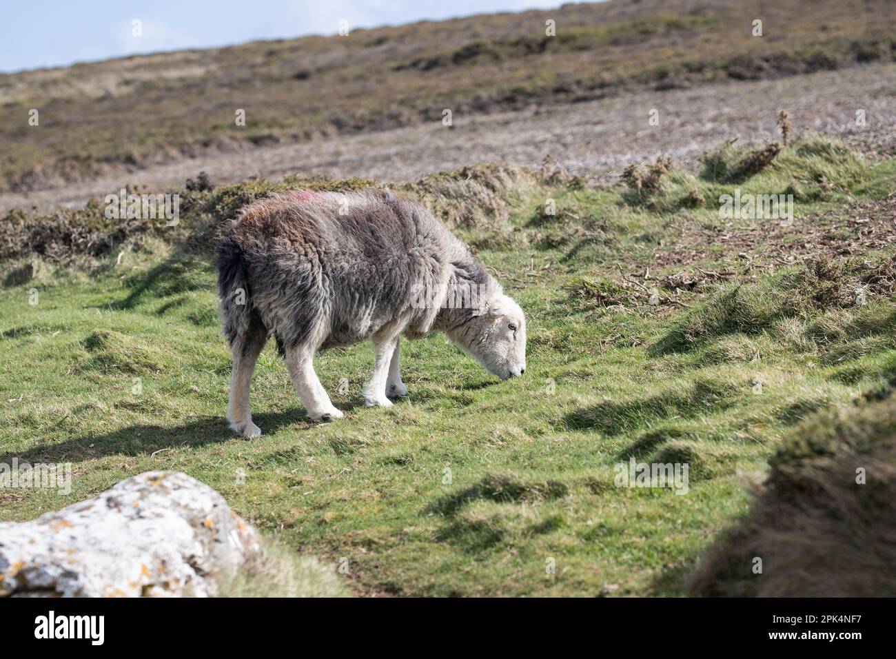 Single hardy sheep Ovis aries grazing on the sparse grass of the Great Orme limestone headland ...