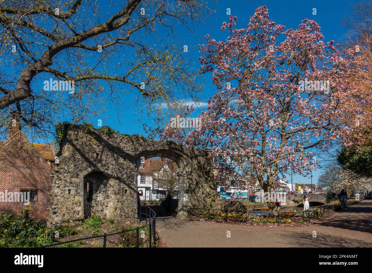 The tulip tree kent hi-res stock photography and images - Alamy