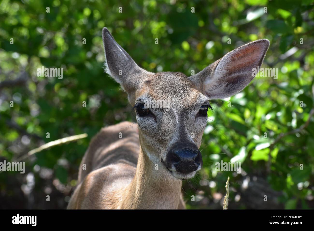 Key Deer in Big Pine Key in the Florida Key Stock Photo - Alamy