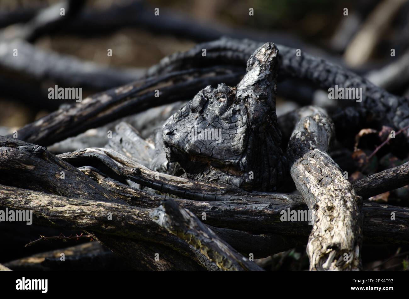 Burnt and charred gorse wood Stock Photo - Alamy