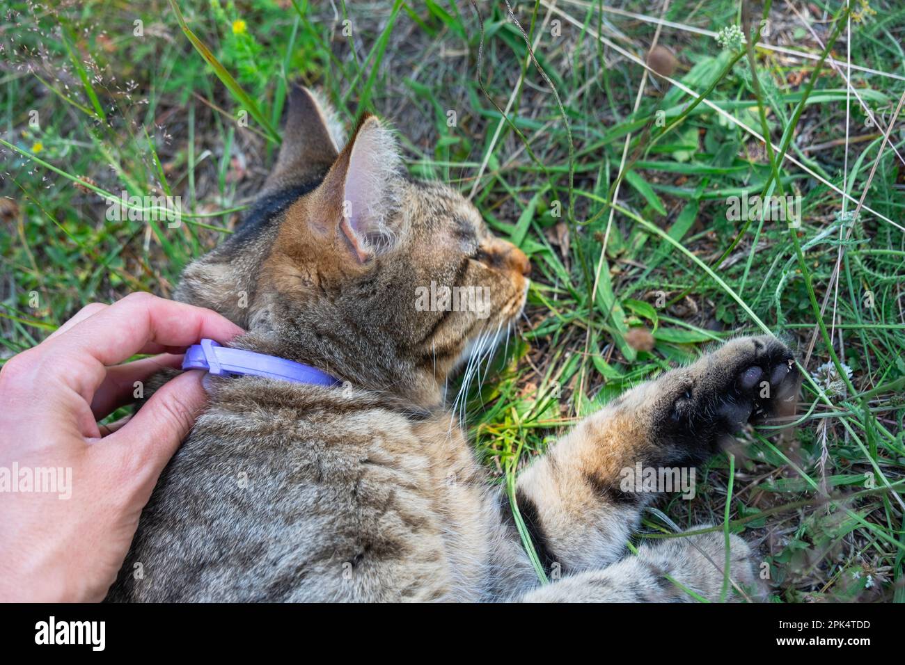 A cat's collar against ticks and fleas with natural celandine and ...