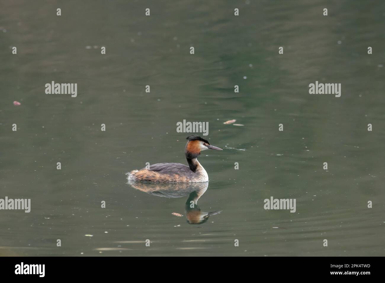 The great crested grebe (Podiceps cristatus) is a member of the grebe ...