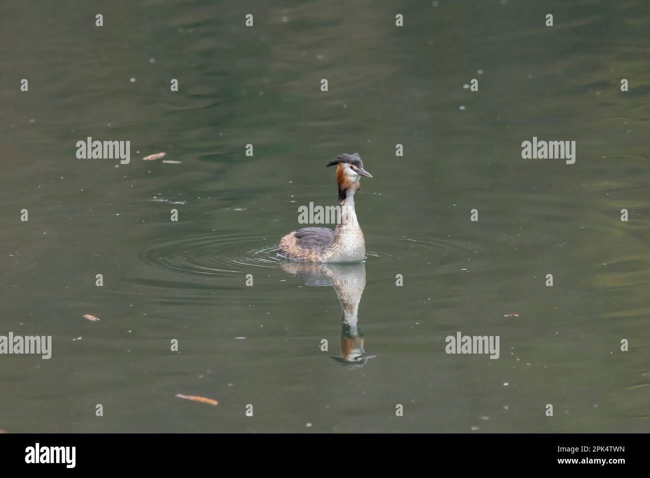 The great crested grebe (Podiceps cristatus) is a member of the grebe ...