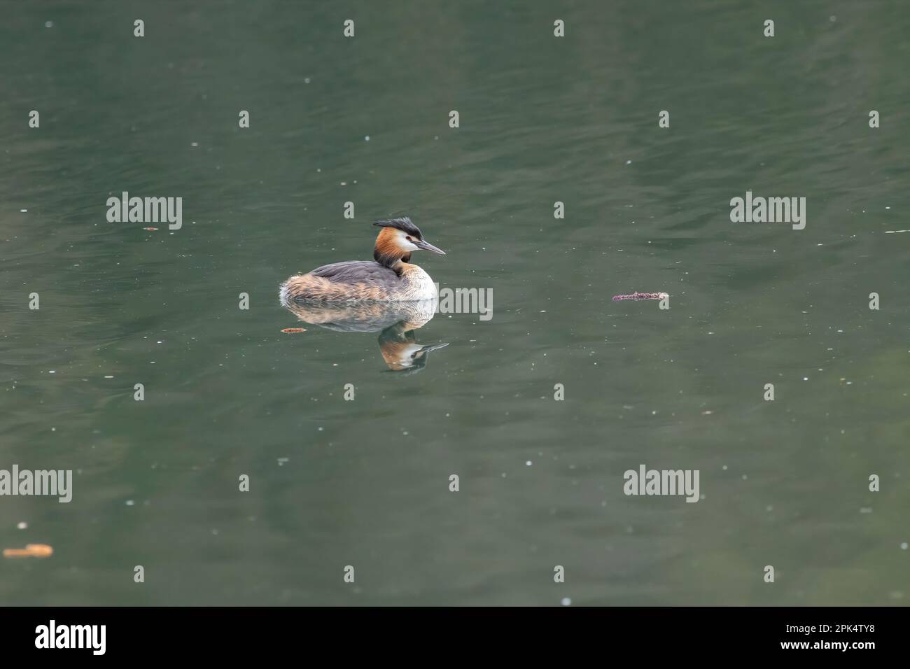 The great crested grebe (Podiceps cristatus) is a member of the grebe ...
