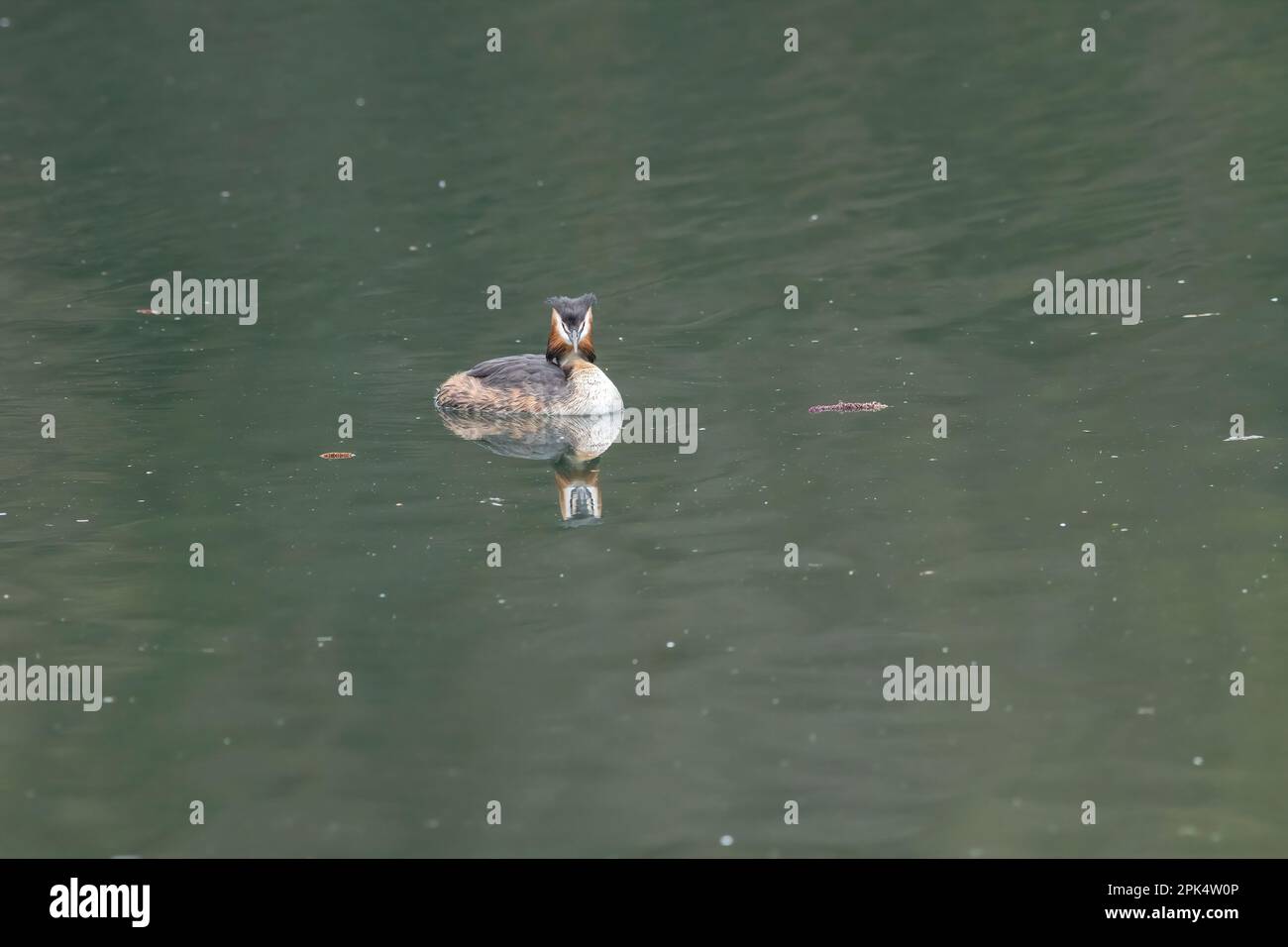 The great crested grebe (Podiceps cristatus) is a member of the grebe ...
