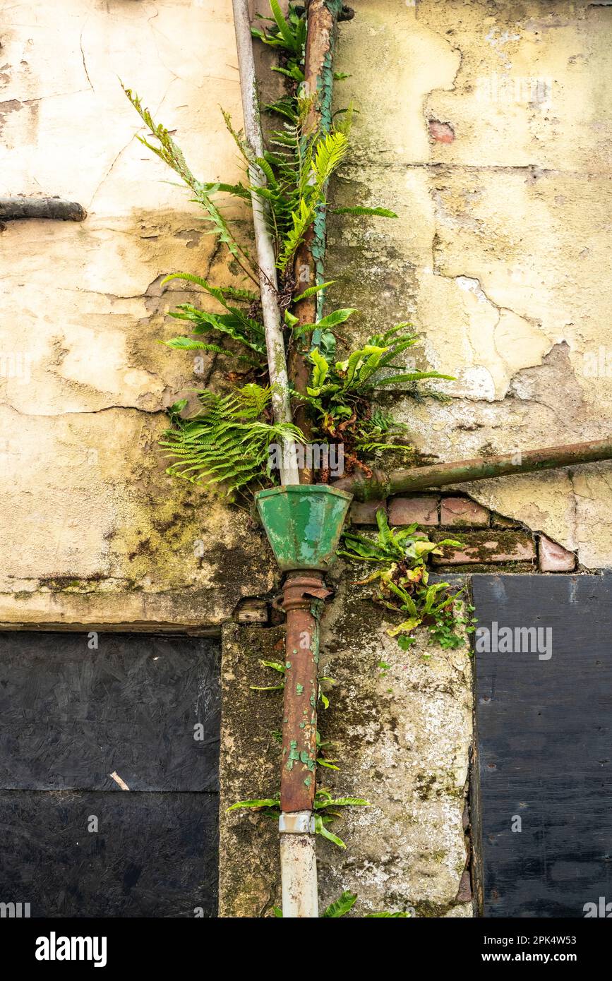 Boarded up window and door of commercial building Stock Photo - Alamy