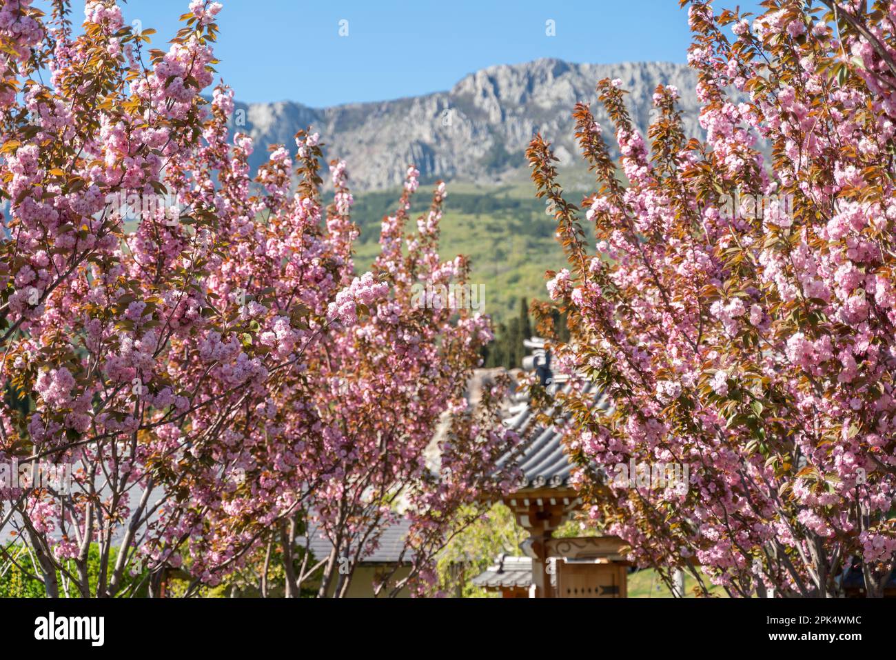 Double cherry blossoms in full bloom. A tree branch with flowers ...