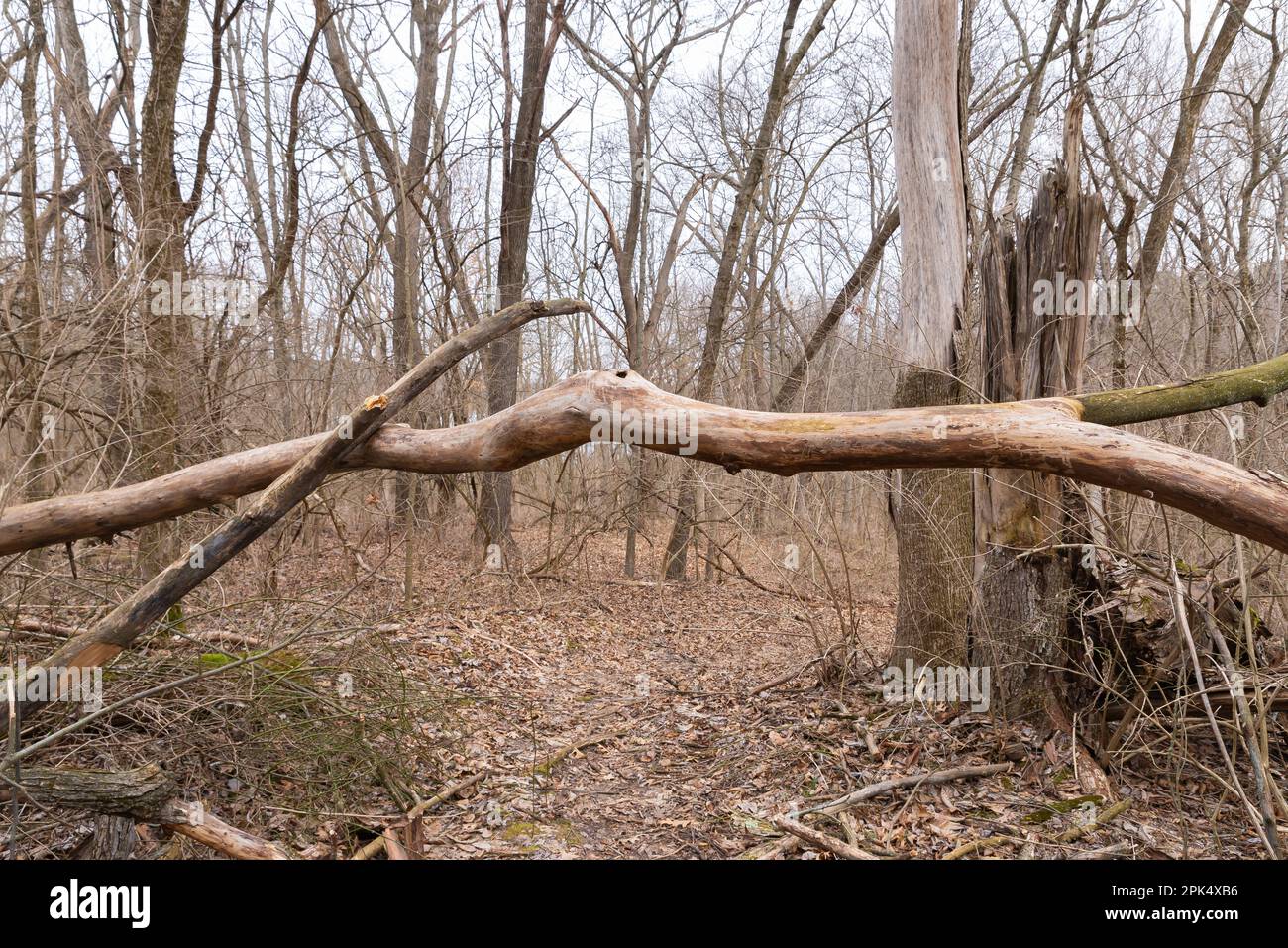 Hiking trail at Johnson Sauk Trail State Recreation Area on a cloudy ...