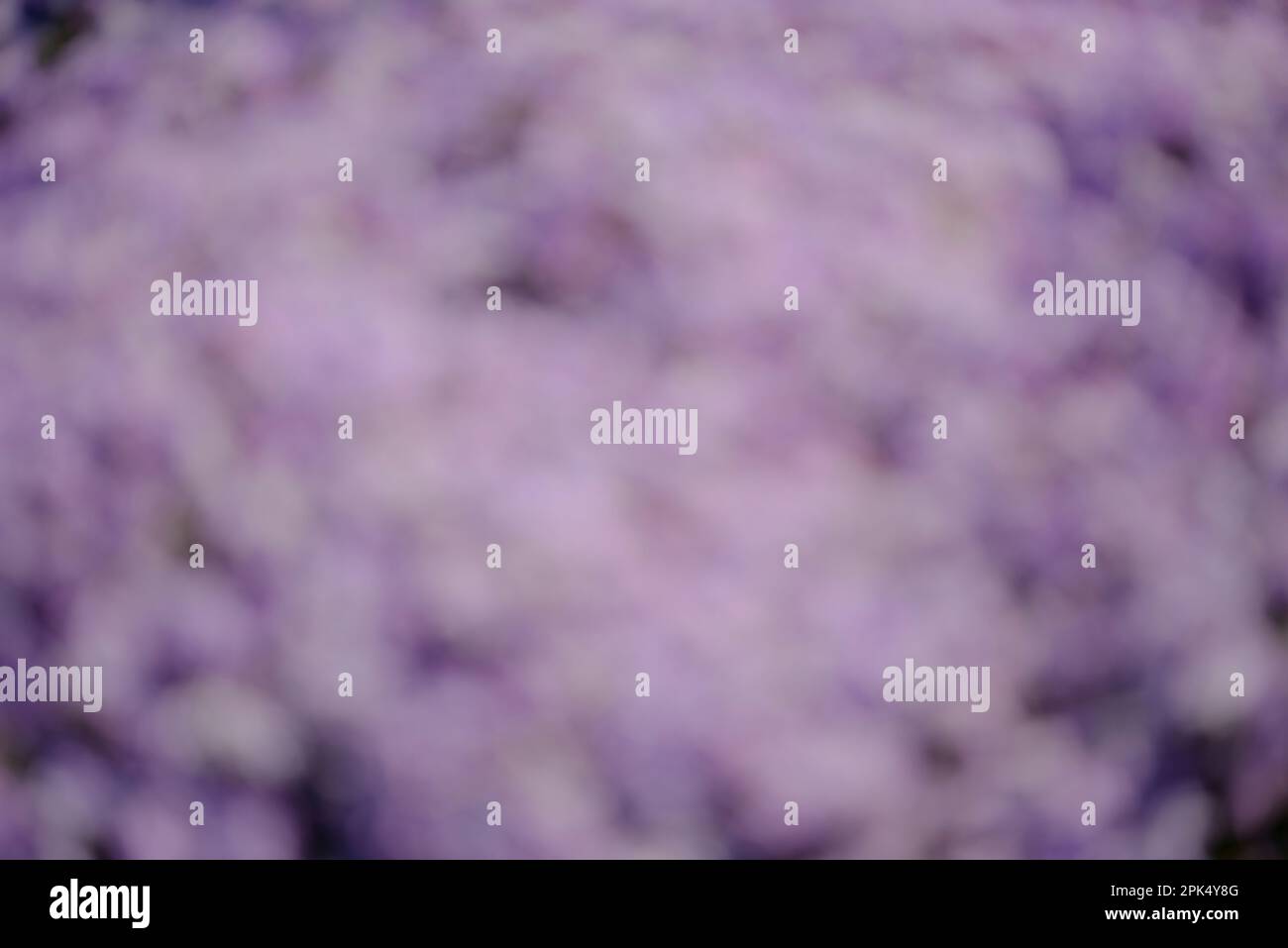 Horizontal shot of an out of focus purple flowers background with copy ...