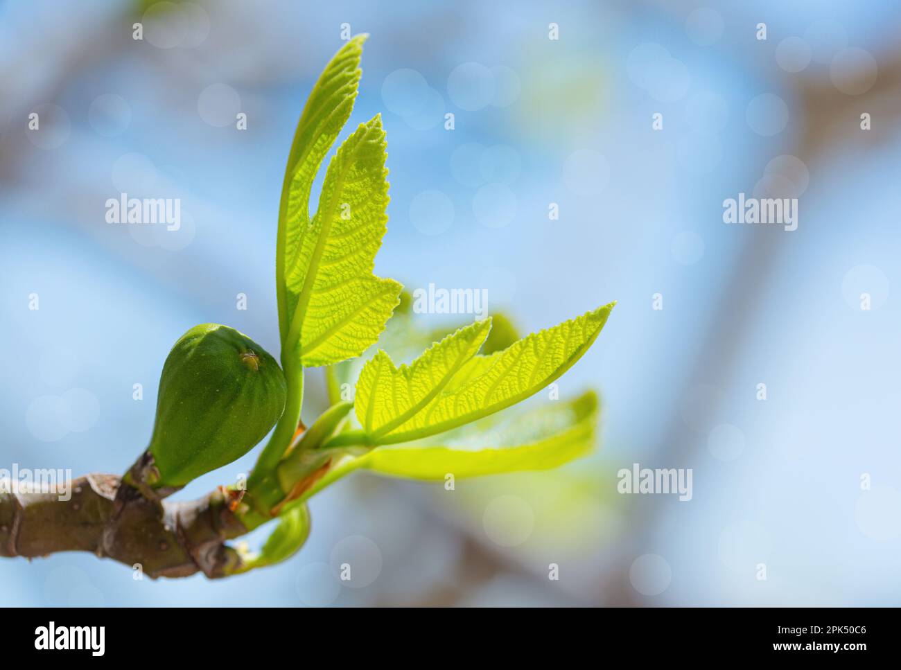 Fig tree sprouts and green figs in spring sunny weather Stock Photo - Alamy