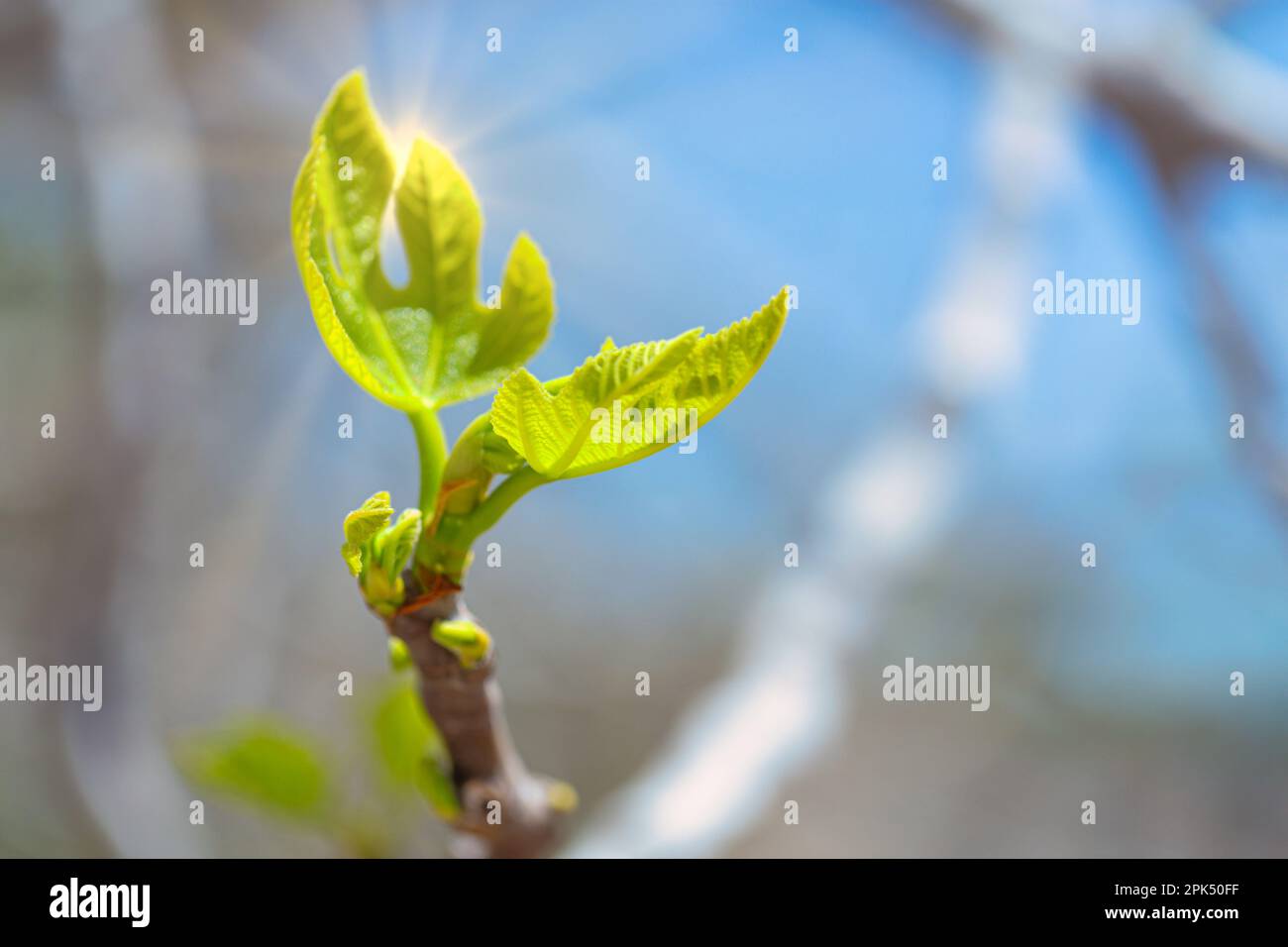 Fig tree sprouts and green figs in spring sunny weather Stock Photo - Alamy