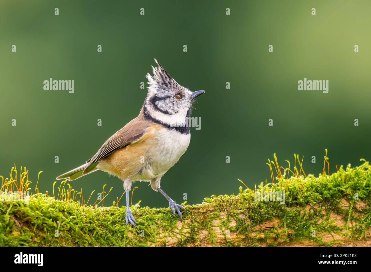 A European crested tit bird on a mossy branch Stock Photo - Alamy