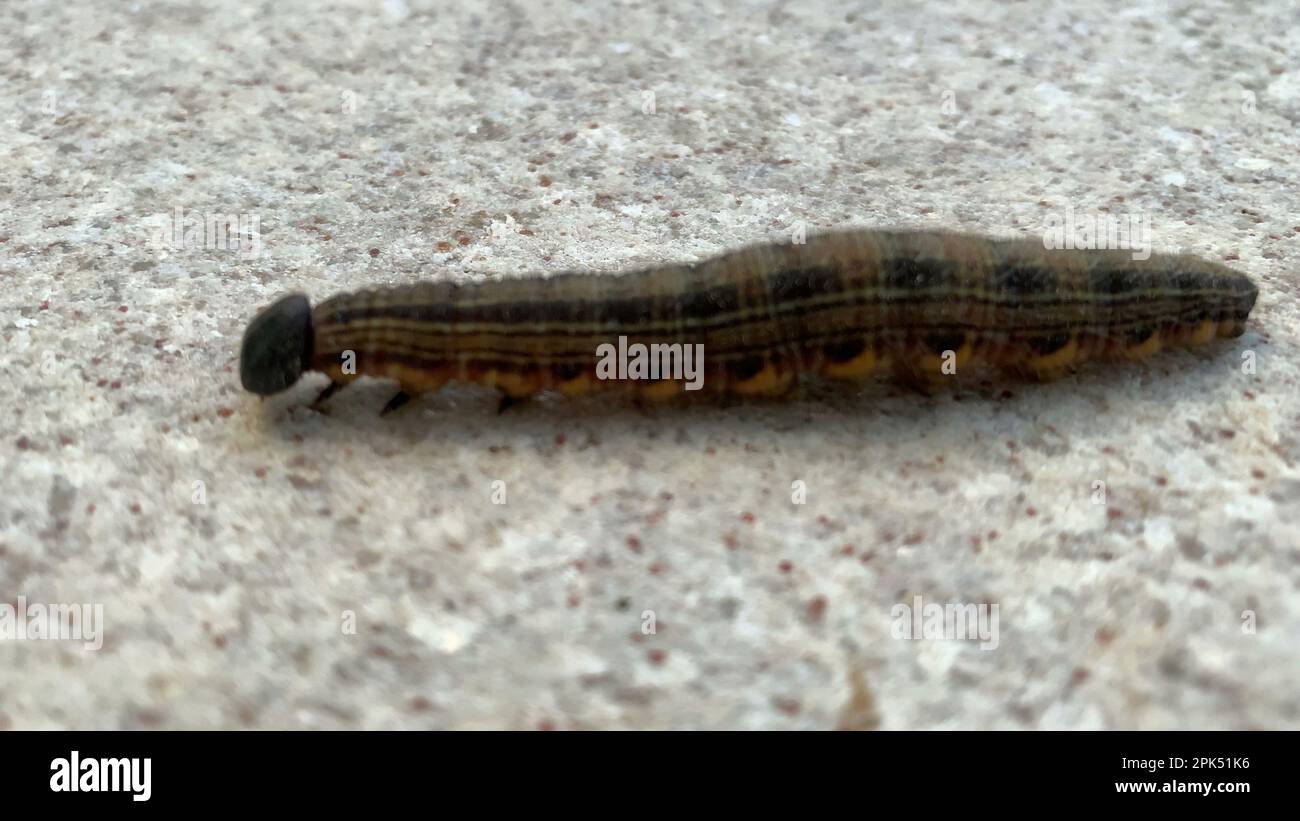 Millipede close-up moving insect Stock Photo - Alamy