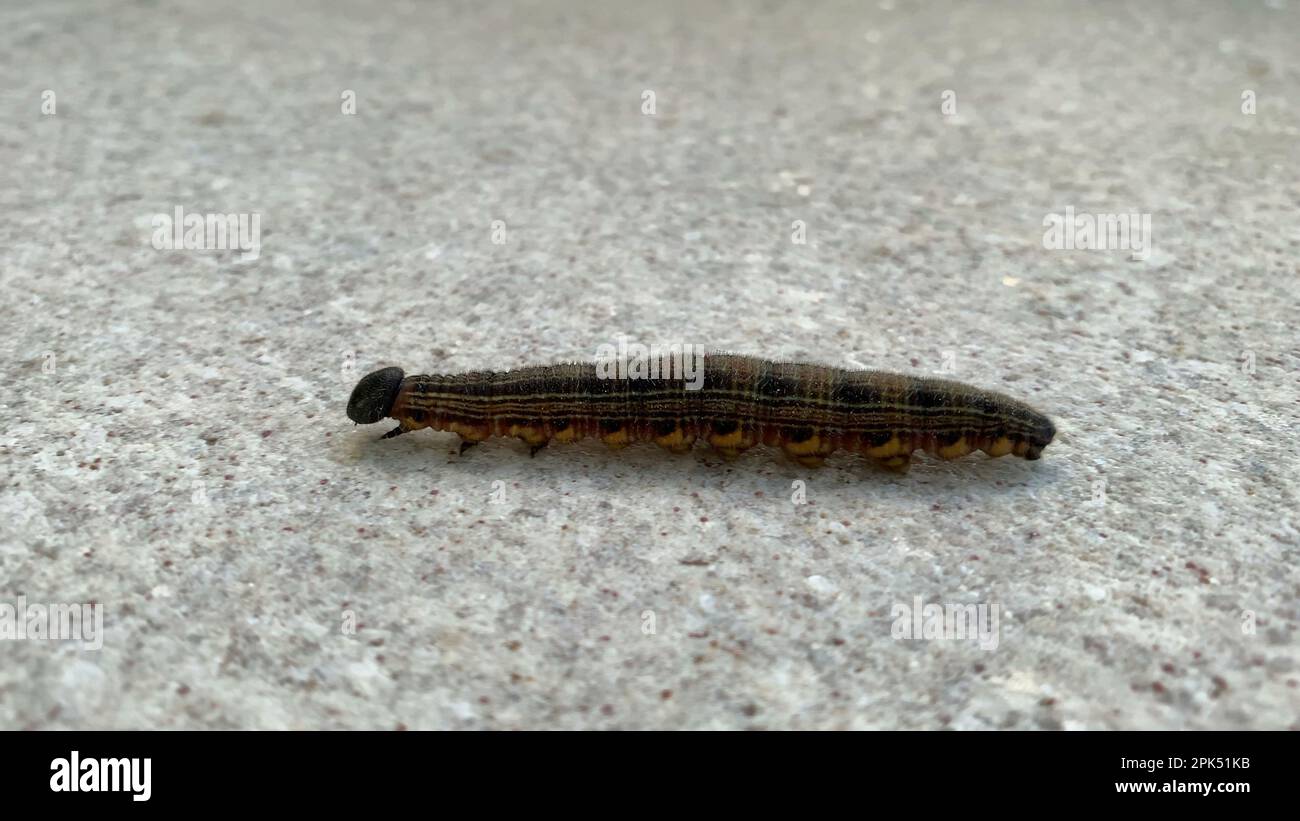 Millipede close-up moving insect Stock Photo - Alamy