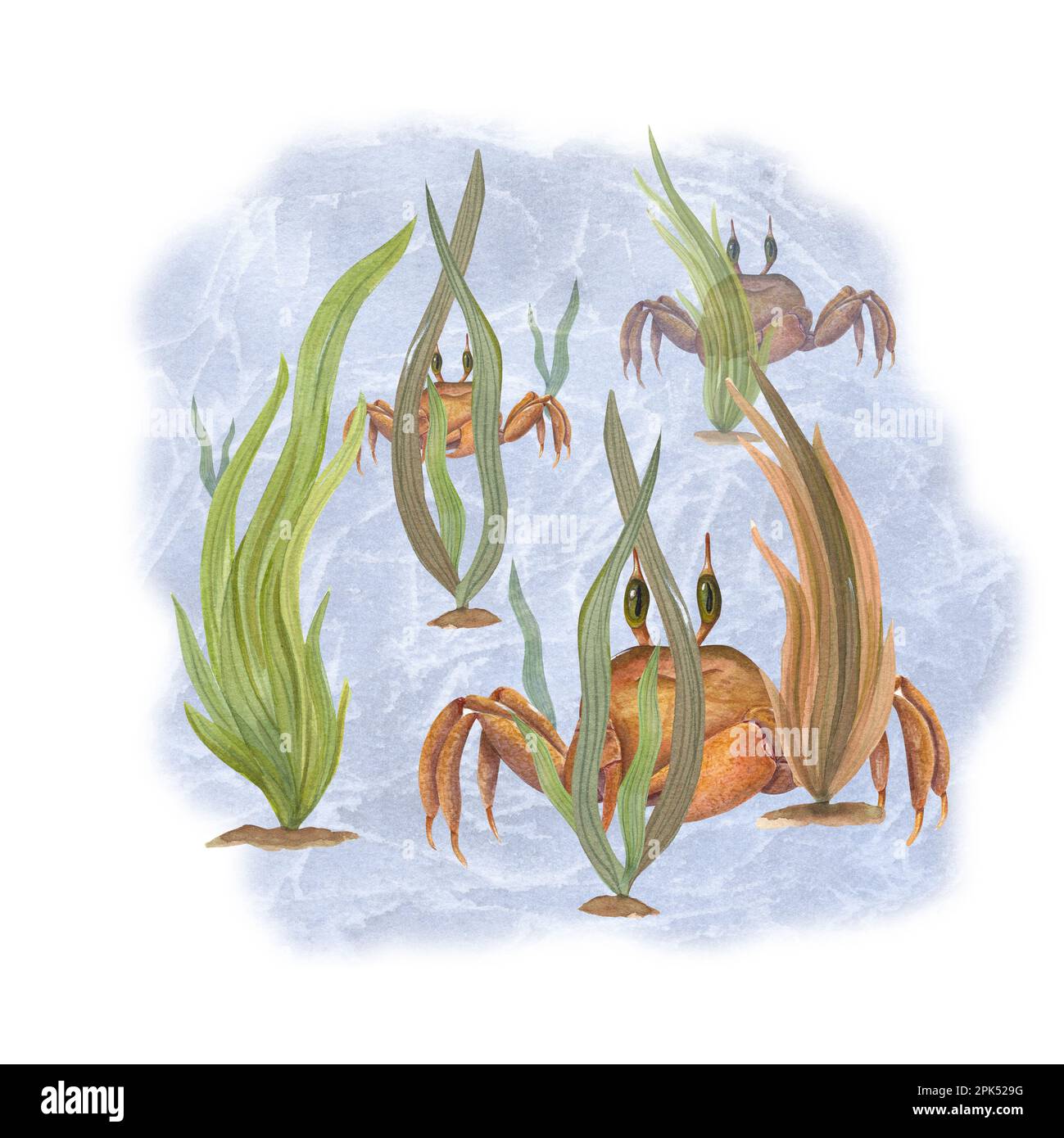 Shell of kelp crab Cut Out Stock Images & Pictures - Alamy