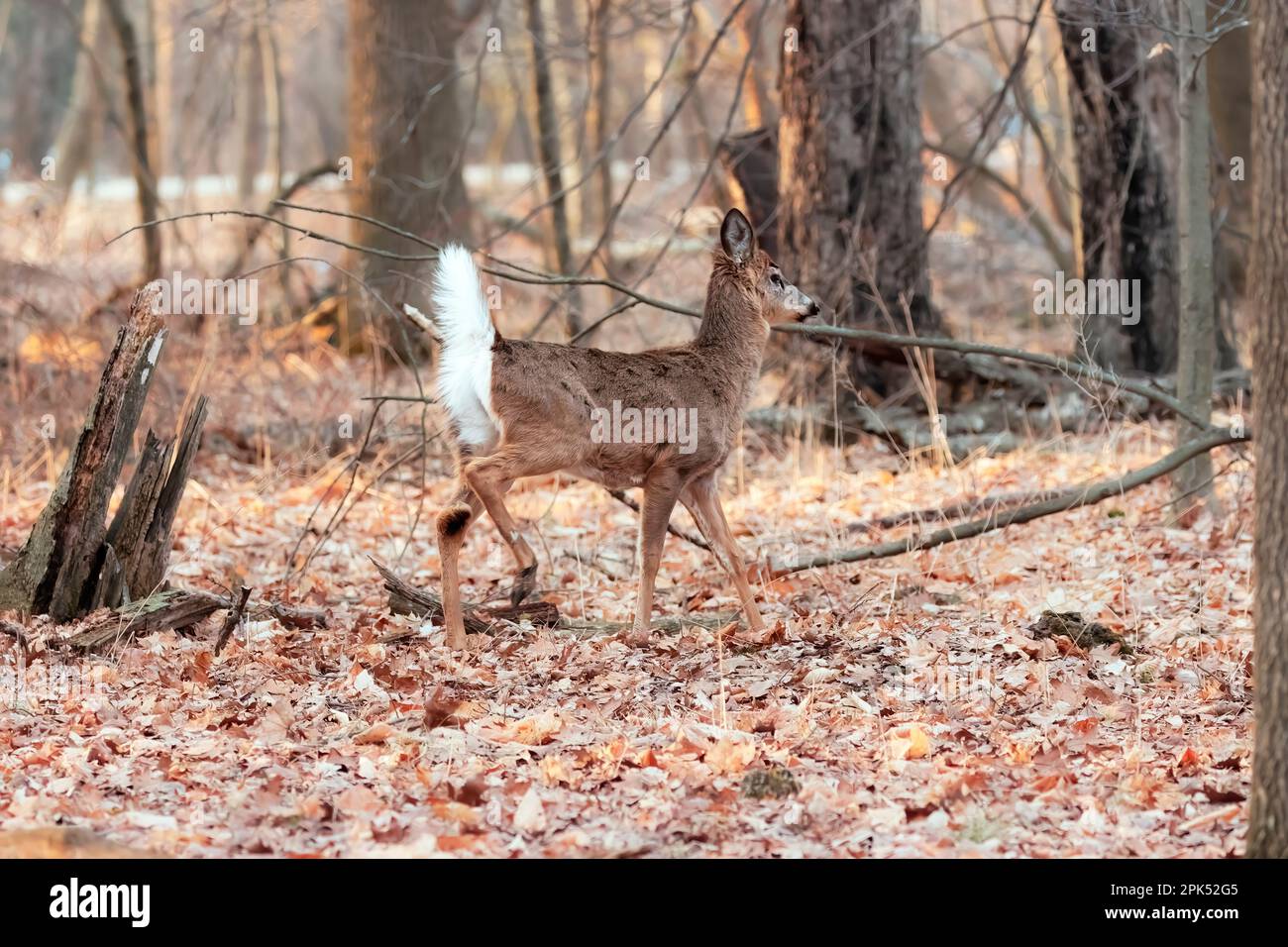 The white-tailed deer (Odocoileus virginianus), also known as the ...