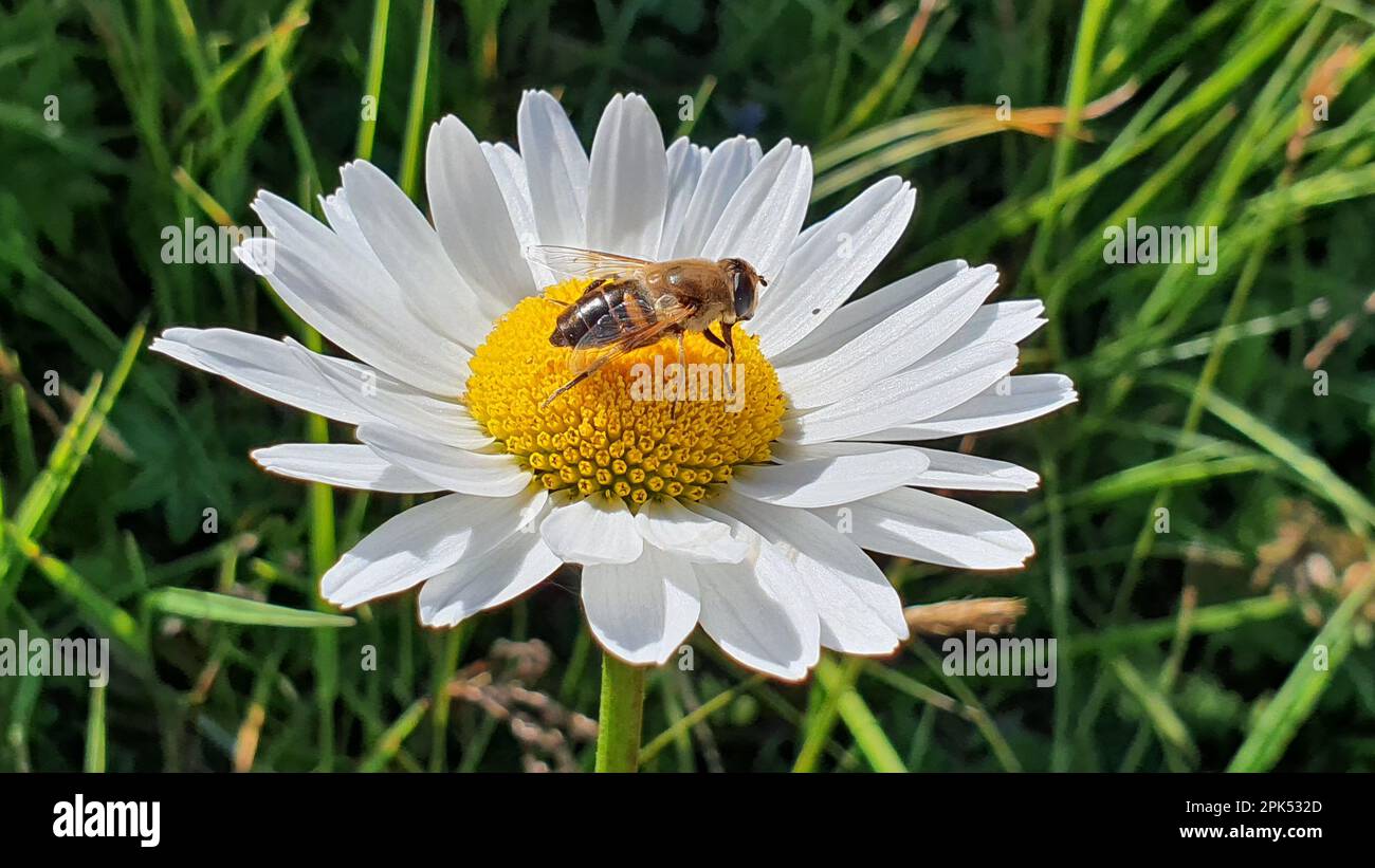 Mungga hi-res stock photography and images - Alamy