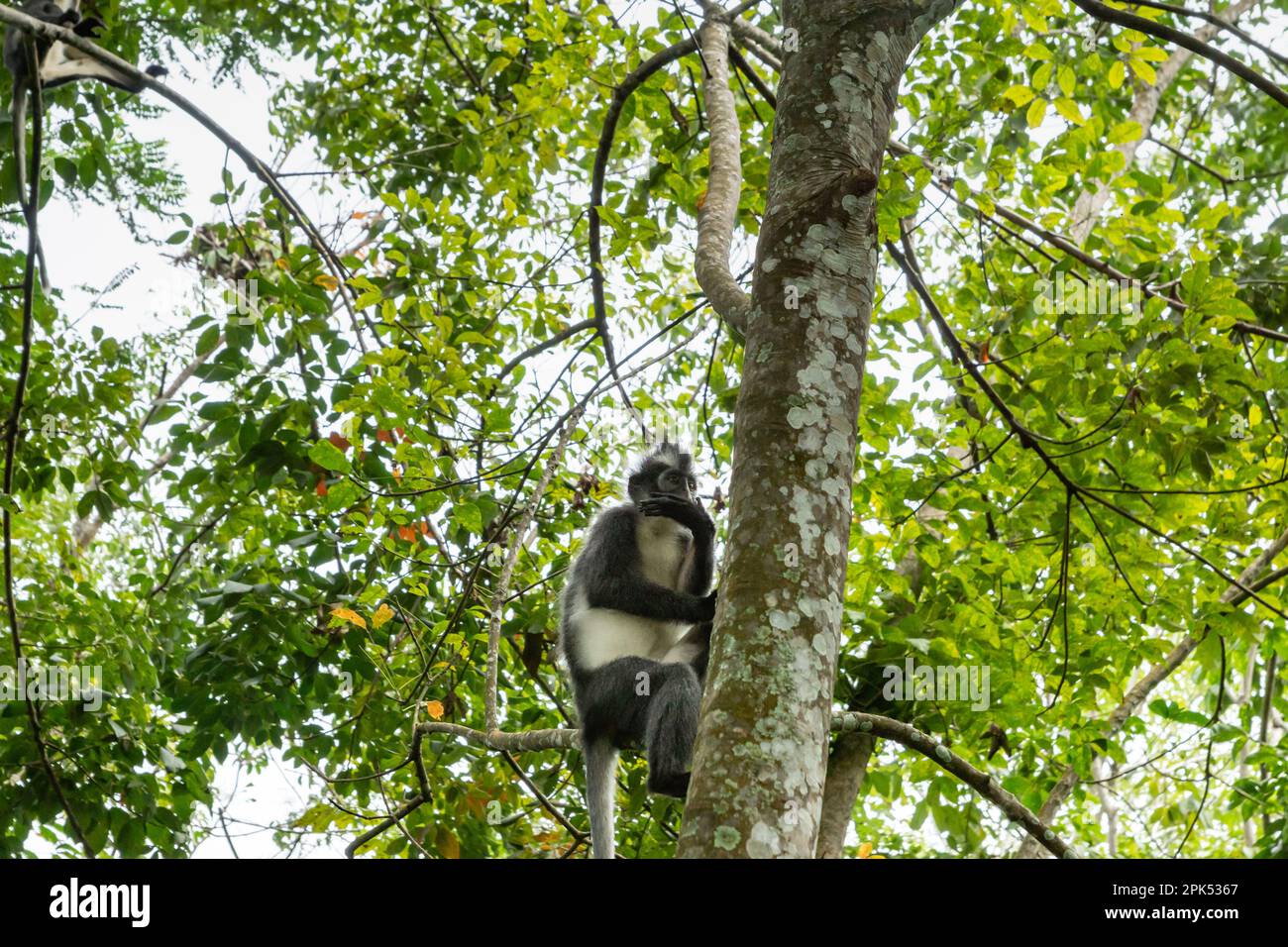 Thomas Leaf monkey, also known as The Thomas's langur, in the ...
