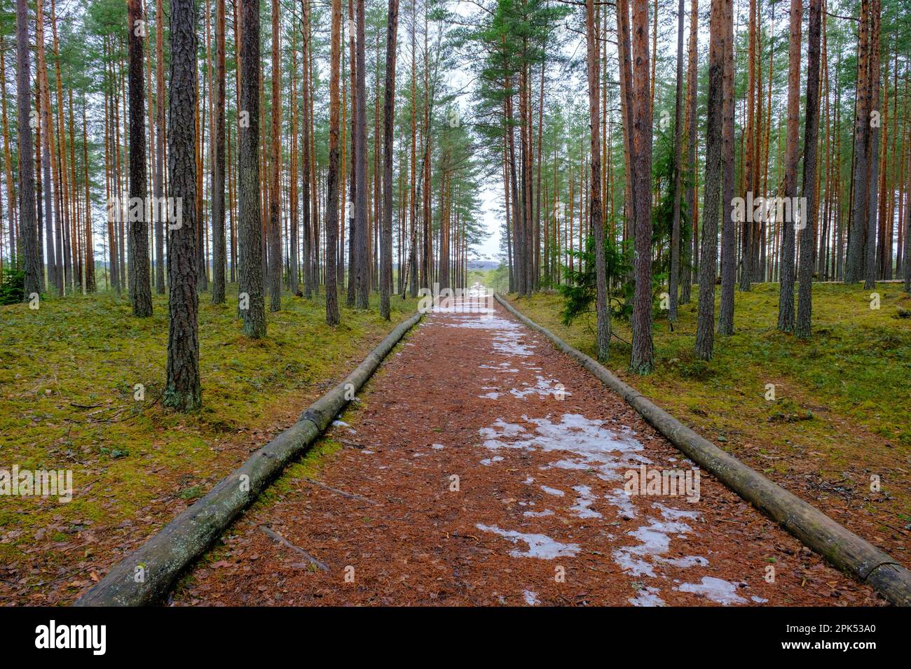 A fragment of a footpath with curved logs along the edge. In a ...