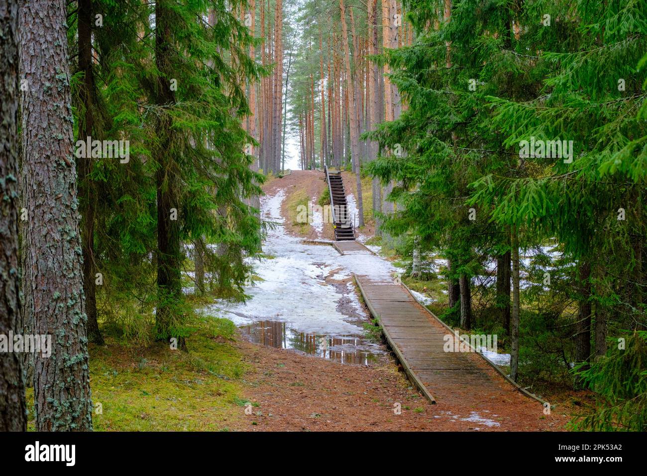 A wooden walkway leads through the forest. Wooden Boardwalk. Nature ...
