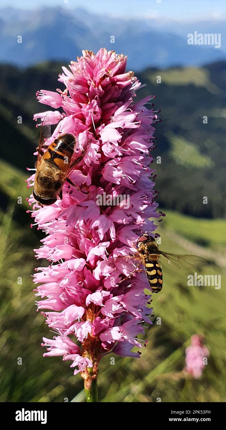Mungga hi-res stock photography and images - Alamy