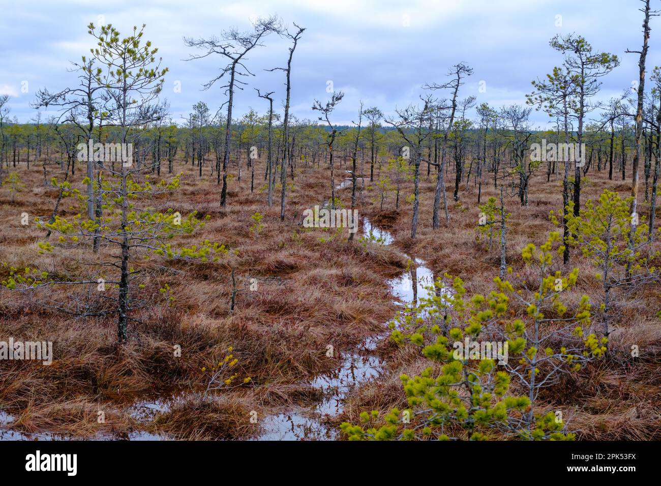 Spring landscape in the swamp. Various bog plants, mosses and pines ...