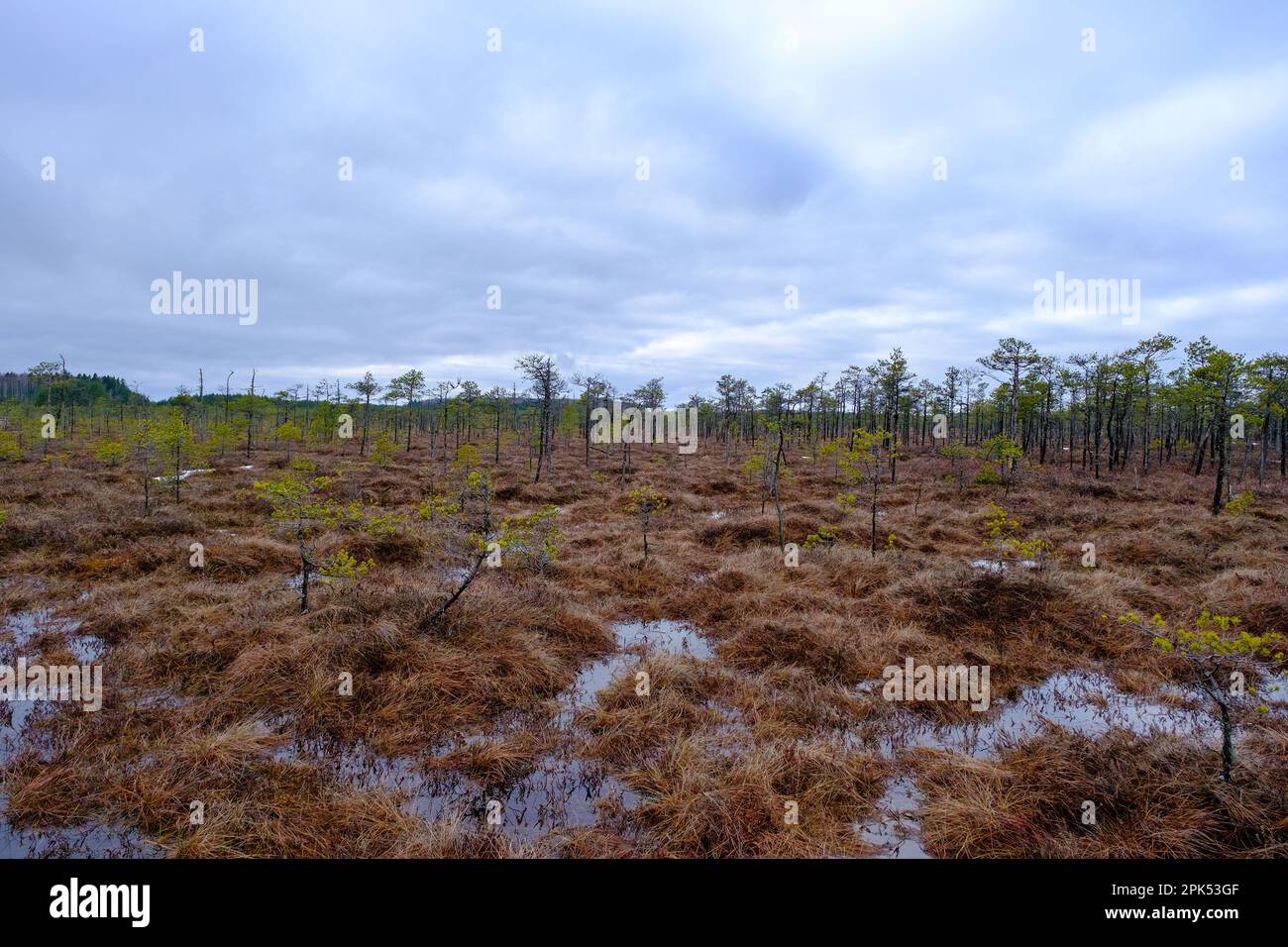 Spring landscape in the swamp. Various bog plants, mosses and pines ...