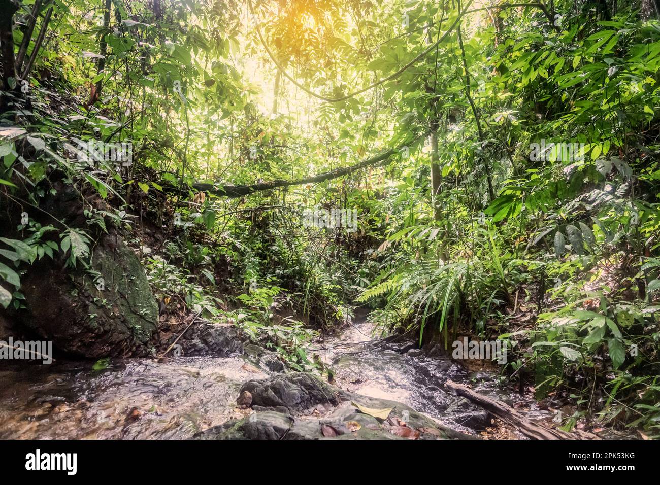 Tropical rainforest landscape with sunlight in national park of Sumatra ...
