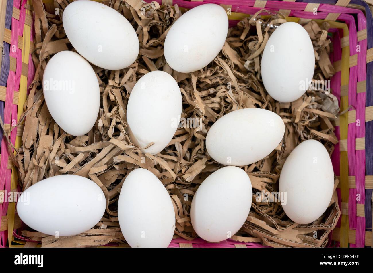 Big white duck eggs on German organic poultry farm Stock Photo - Alamy