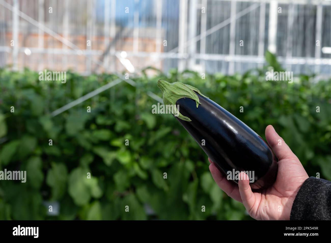 Harvesting of ripe purple eggplants vegetables in Dutch organic ...