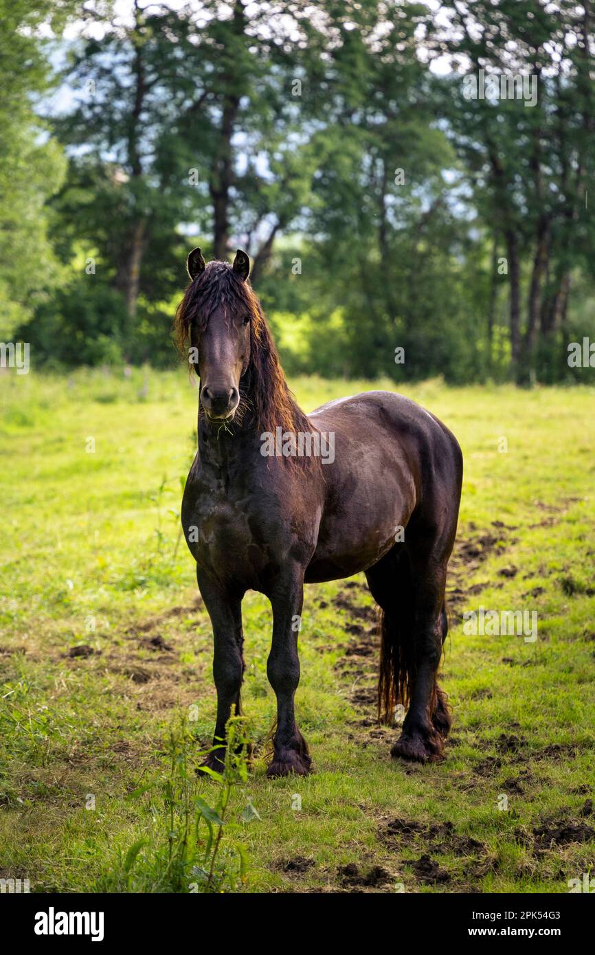 A beautiful black friesian on a meadow Stock Photo - Alamy