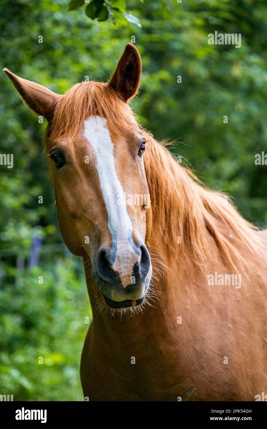 Chestnut horse with white blaze hi-res stock photography and images - Alamy