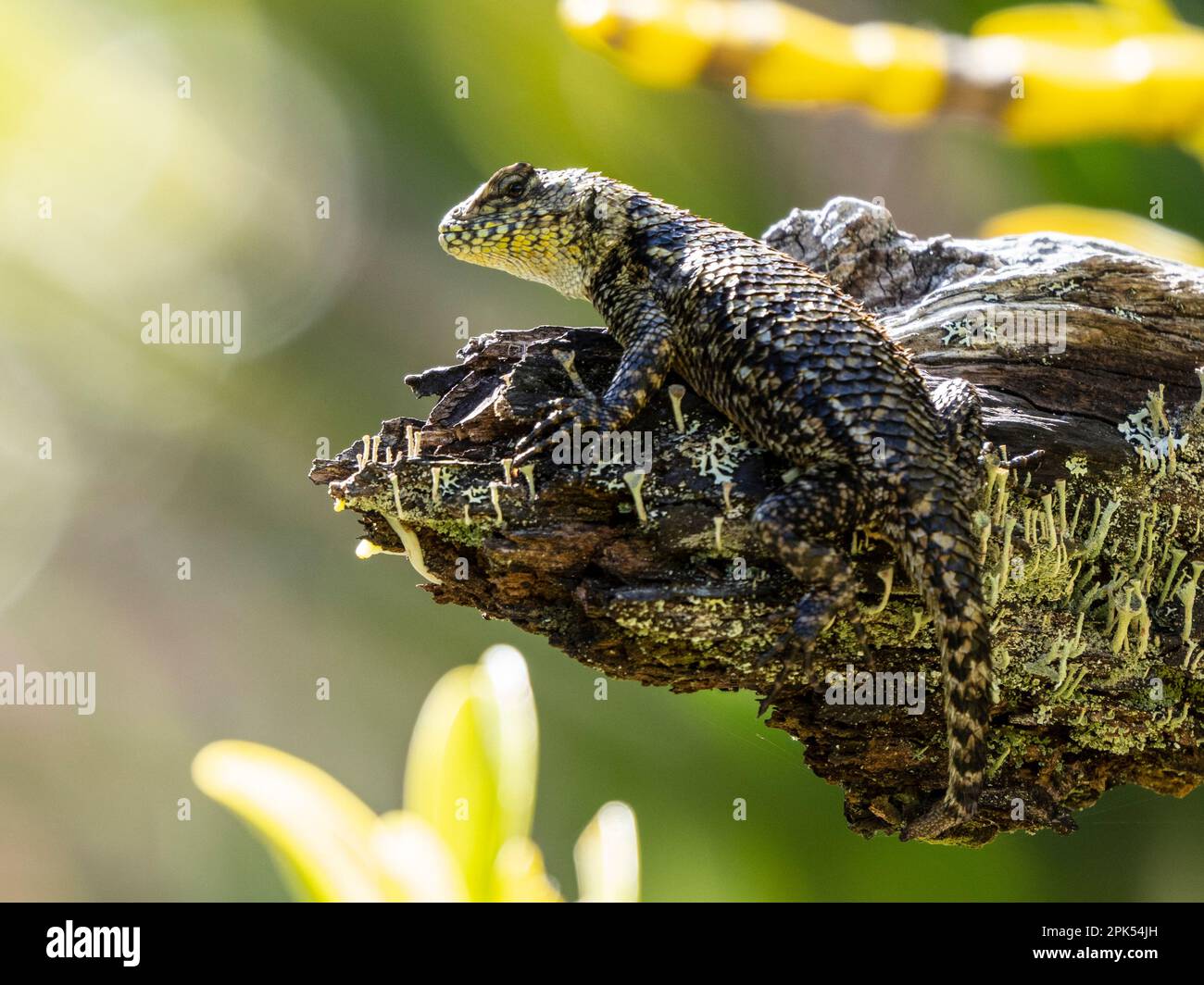 Green spiny lizard, also called the emerald swift (Sceloporus ...