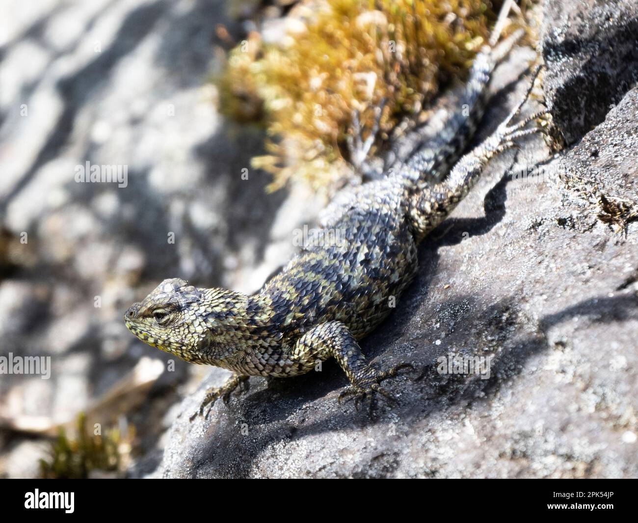Emerald swift lizard sceloporus malachiticus hi-res stock photography ...