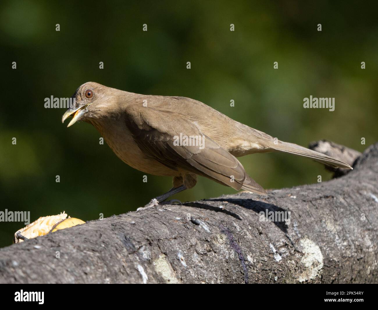 Clay-colored thrush (Turdus grayi), the national bird of Costa Rica in ...