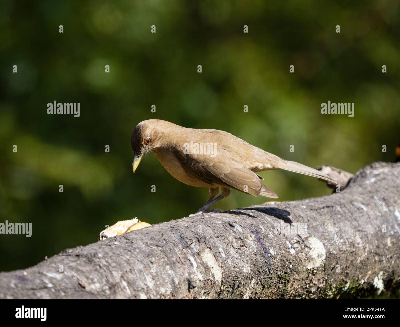 Clay-colored thrush (Turdus grayi), the national bird of Costa Rica in ...