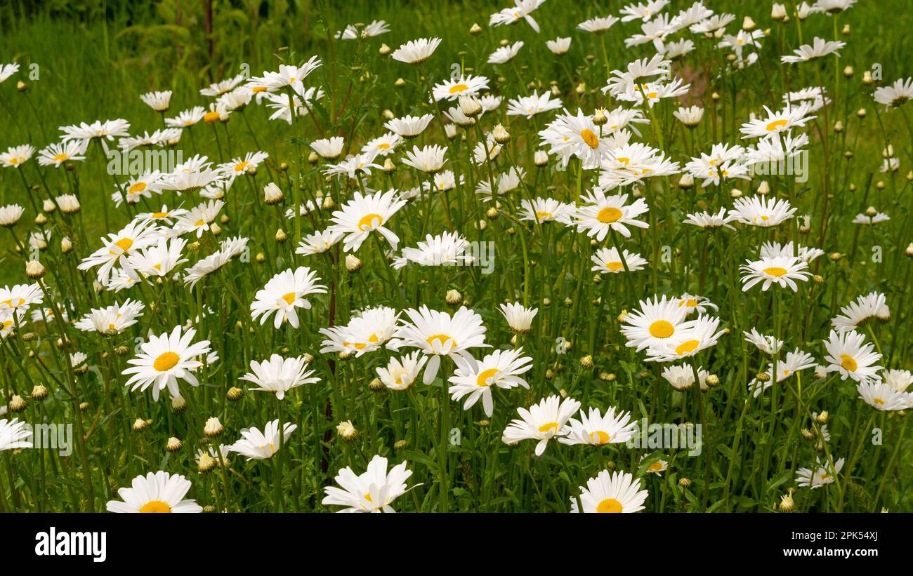 daisy flower in field. daisy flower outdoor. wildflower daisy flower ...